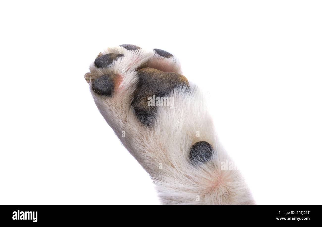 dog paw isolated on white background Stock Photo - Alamy