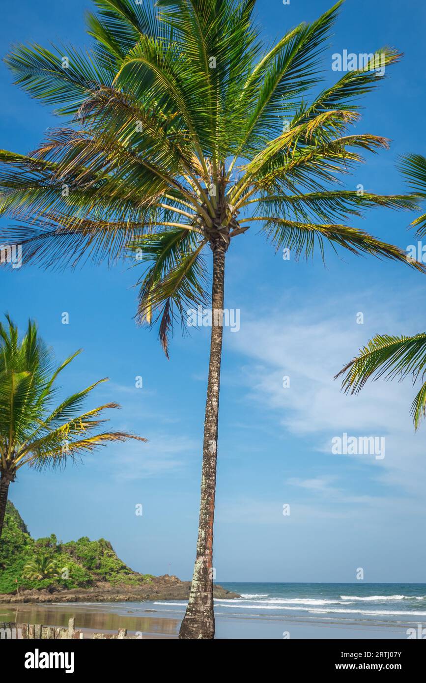 Impressive tree hi-res stock photography and images - Alamy