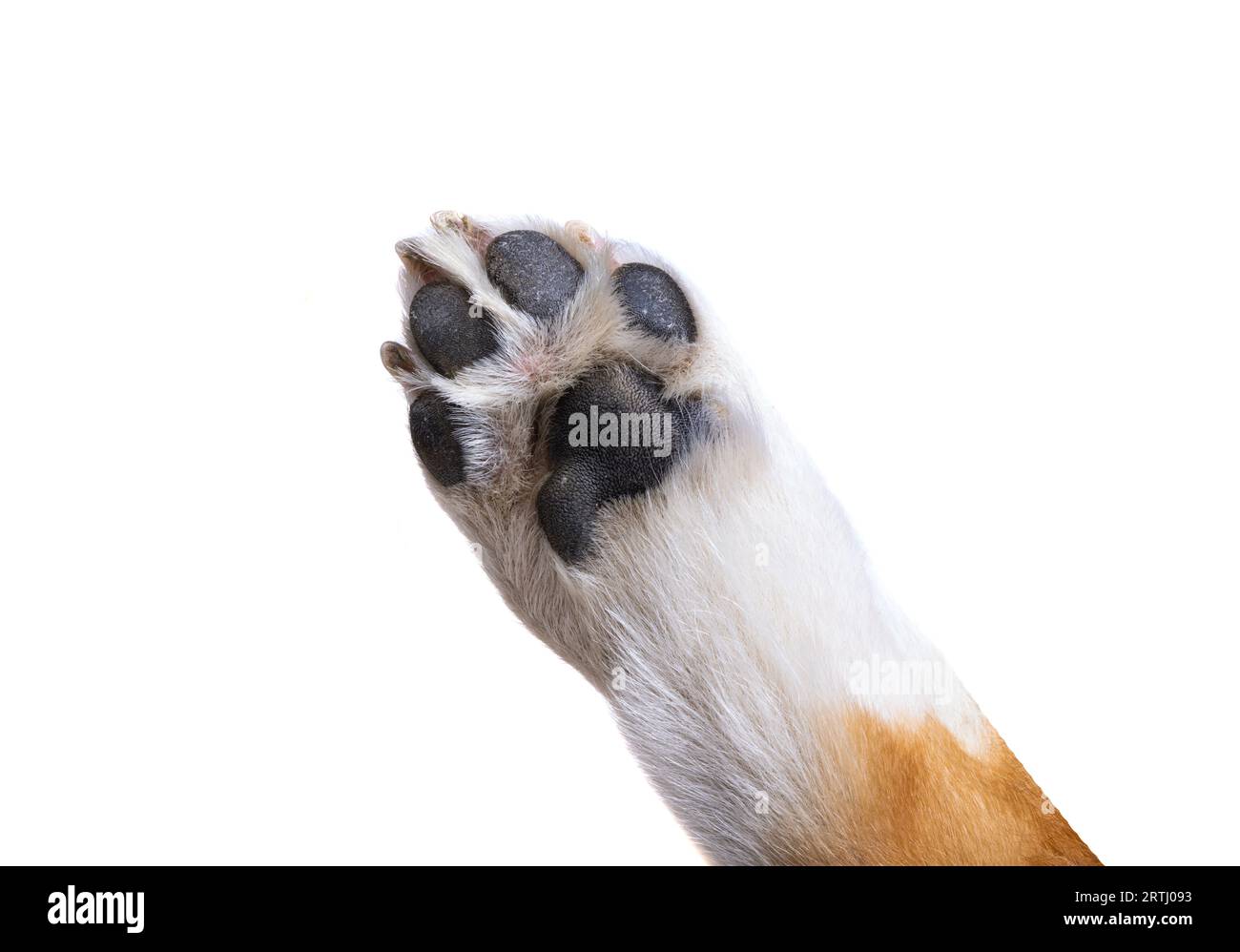 dog paw isolated on white background Stock Photo - Alamy