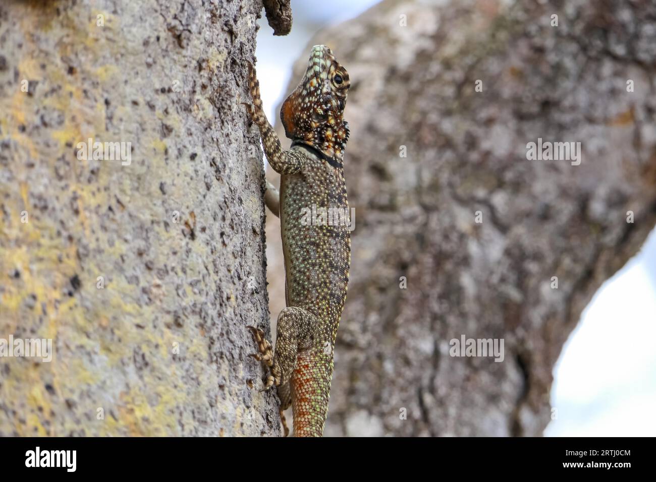 Lizard climbing up a tree trunk, perfect camouflage Stock Photo - Alamy