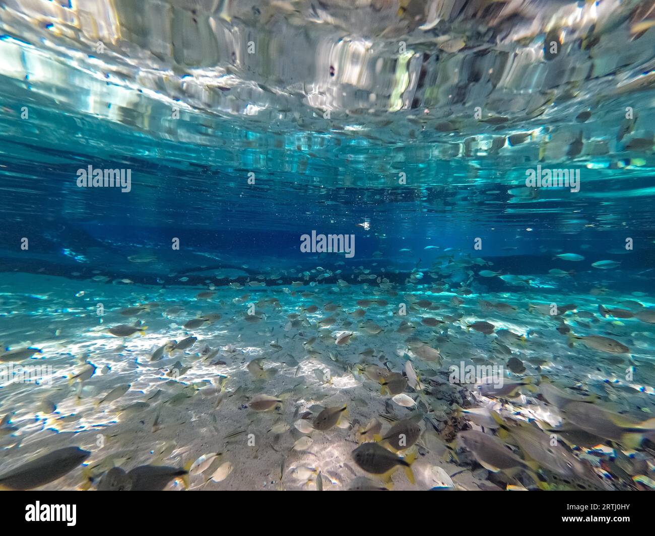 Panoramic underwater view with mirror reflection of the sandy ground ...