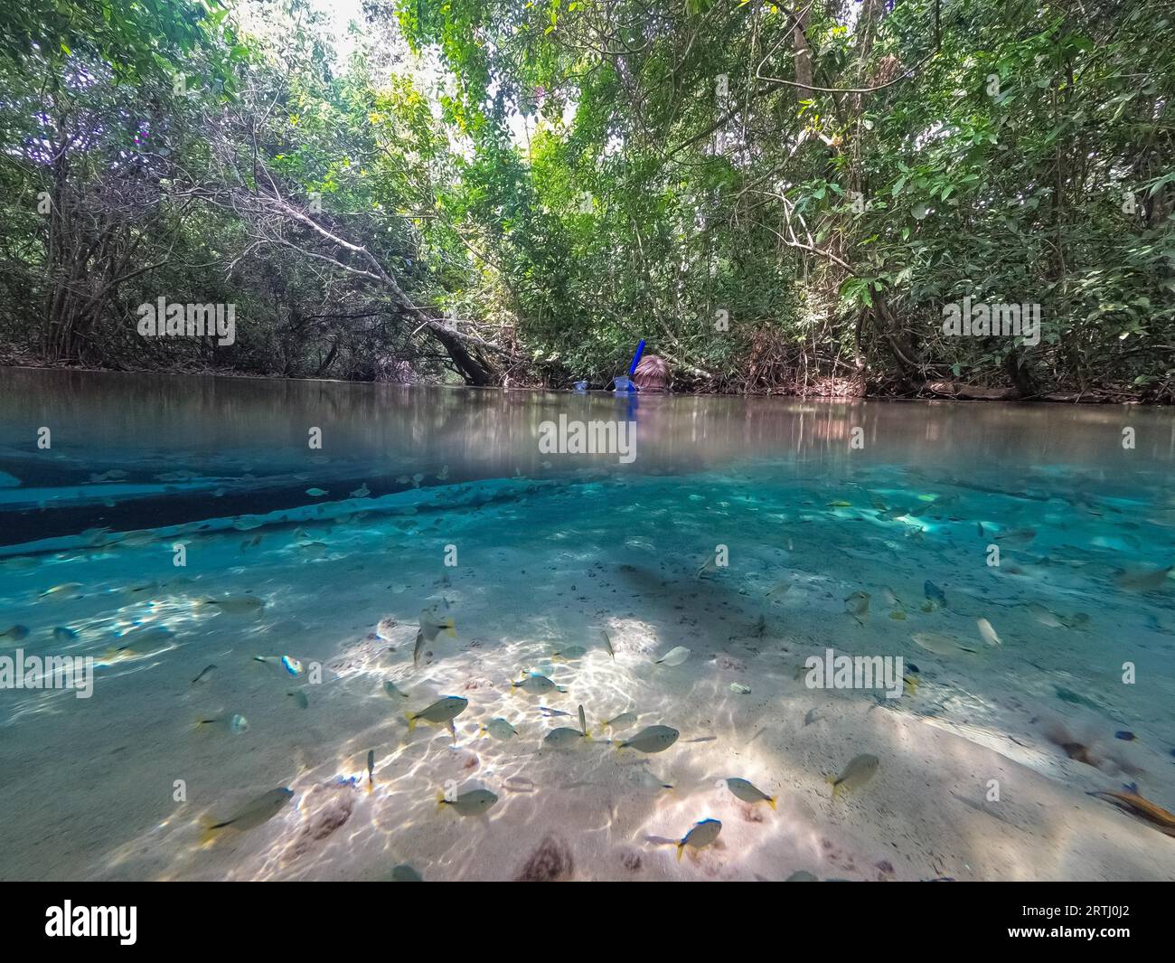 Treelined crystal clear rainforest spring with tropical fishes Stock ...
