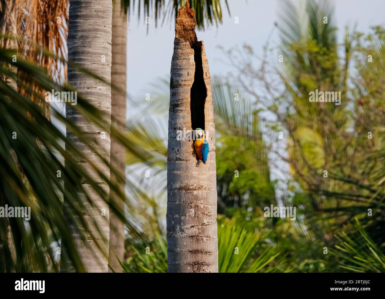 Blue-and-yellow macaw looking out of his sleeping place in a palm tree ...
