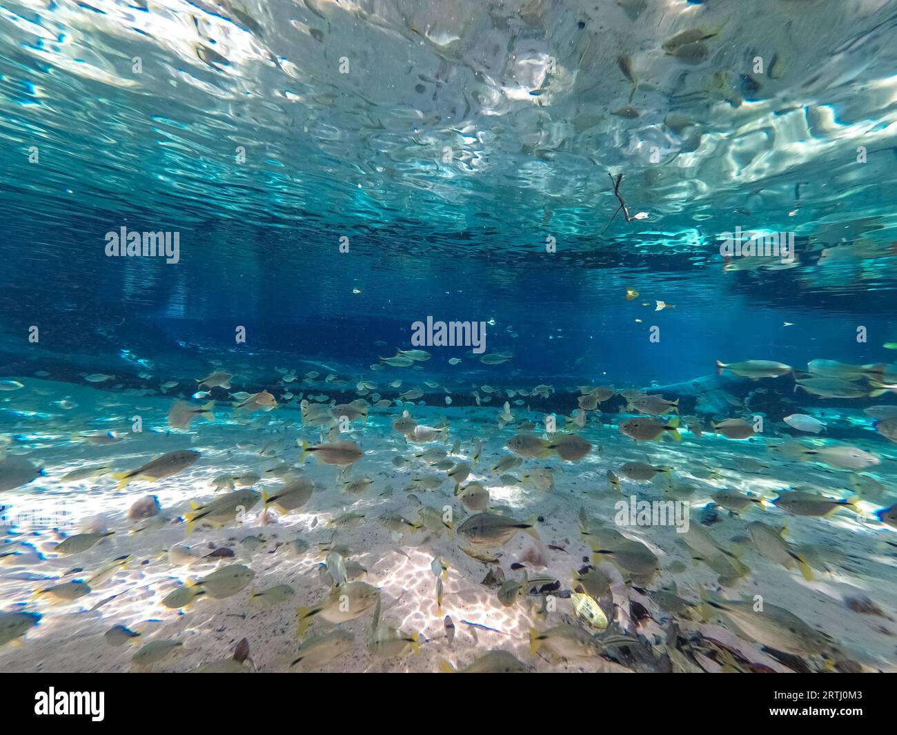 Panoramic underwater view with mirror reflection of the sandy ground ...