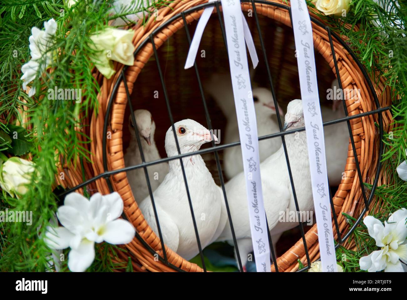 Wedding doves bring fly and bring peace Stock Photo - Alamy