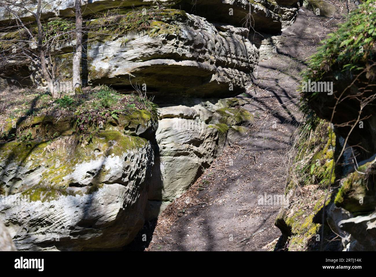 old rocks in the forest covered with moss Stock Photo - Alamy