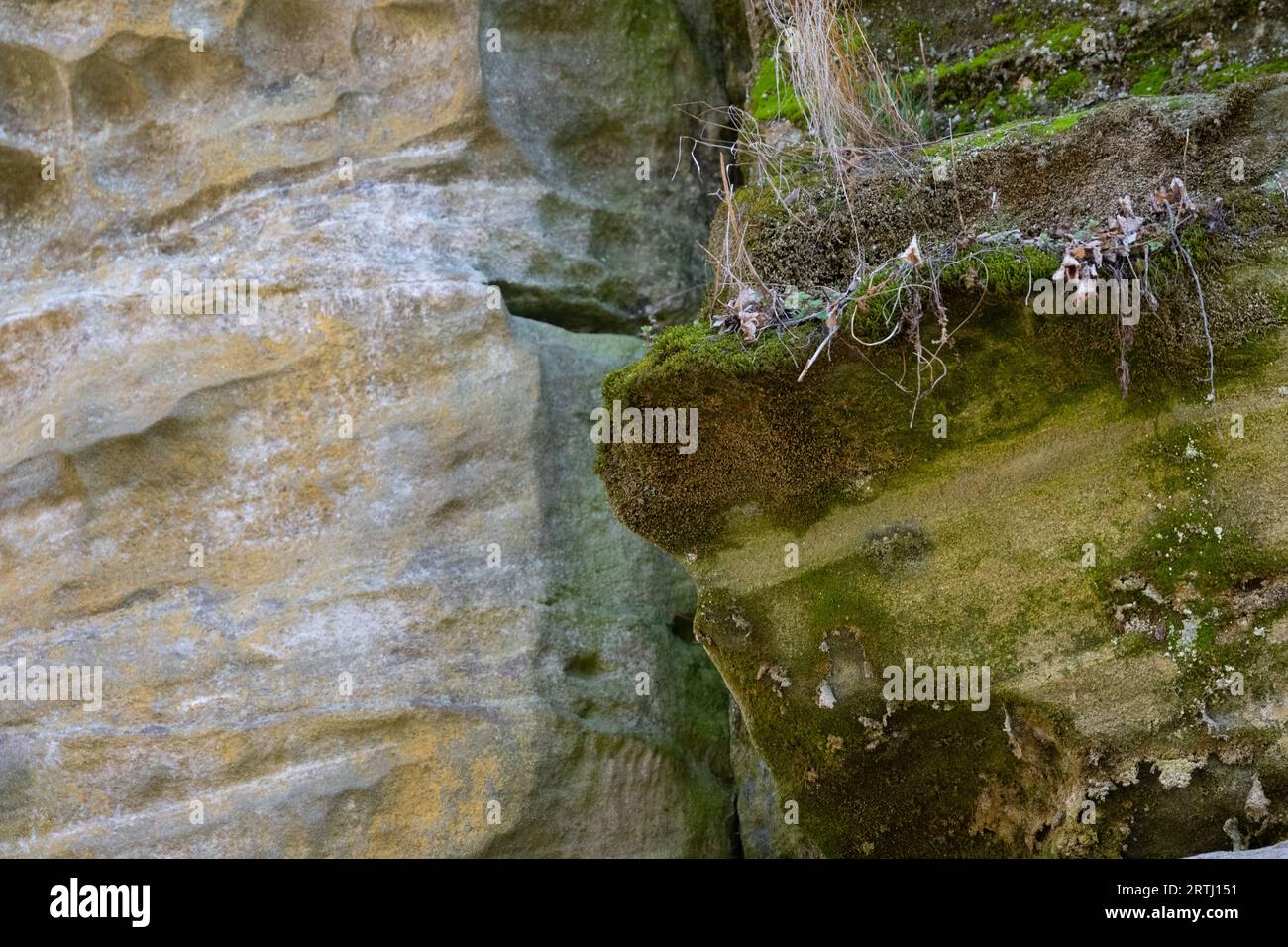 old rocks in the forest covered with moss Stock Photo - Alamy