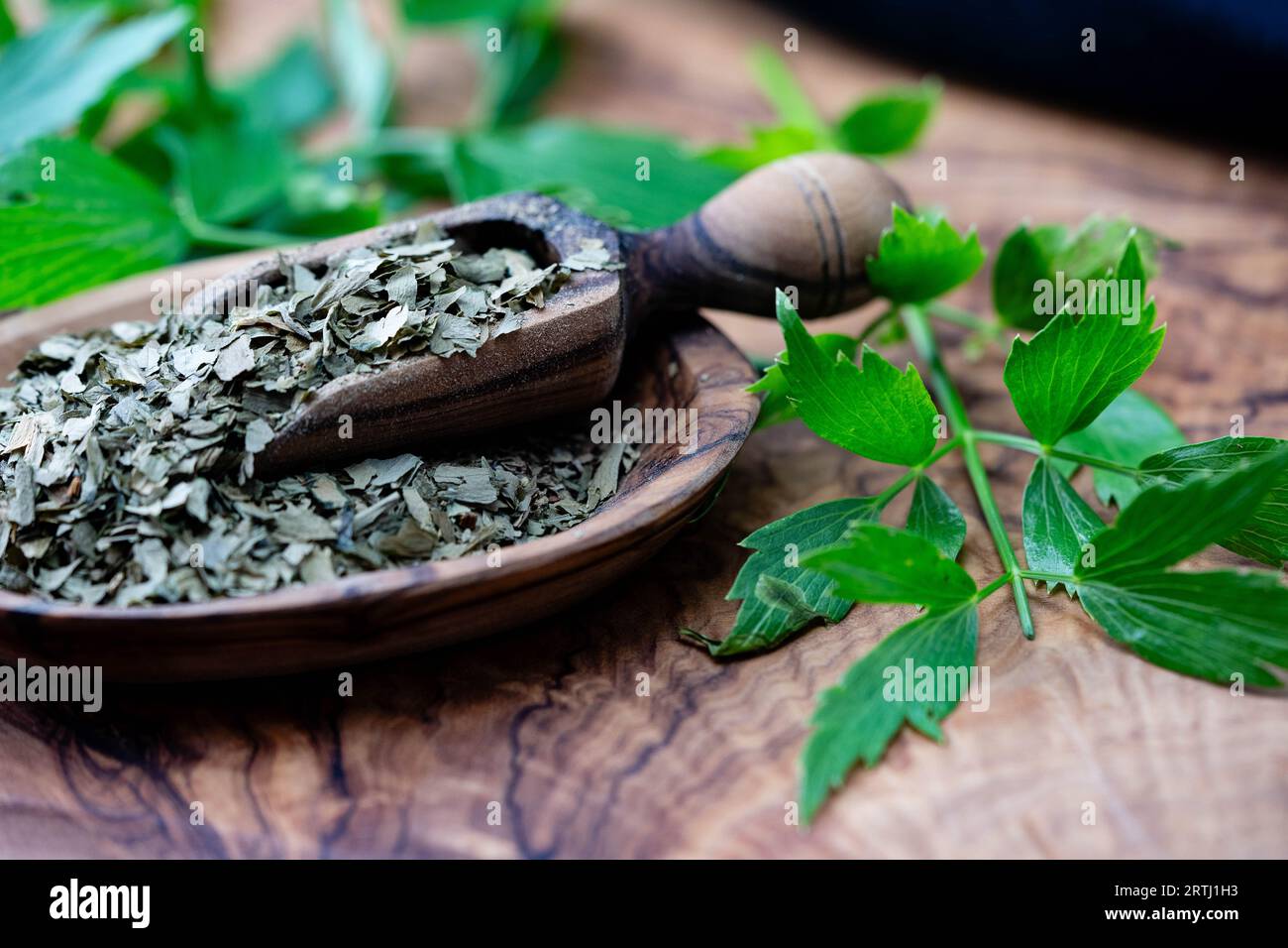 Leaves of the lovage plant Levisticum officinale fresh and dried Stock ...