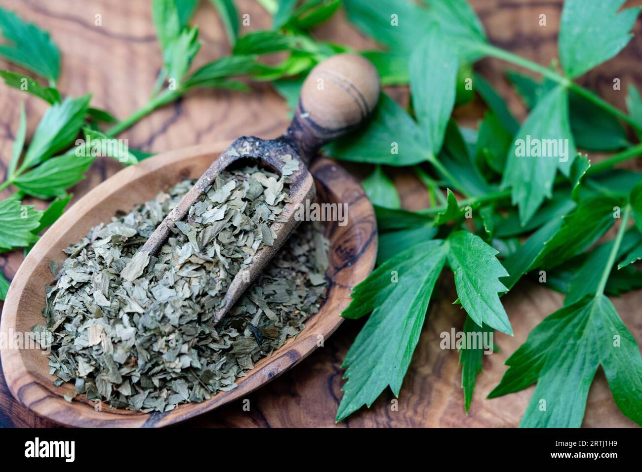 Leaves of the lovage plant Levisticum officinale fresh and dried Stock Photo - Alamy