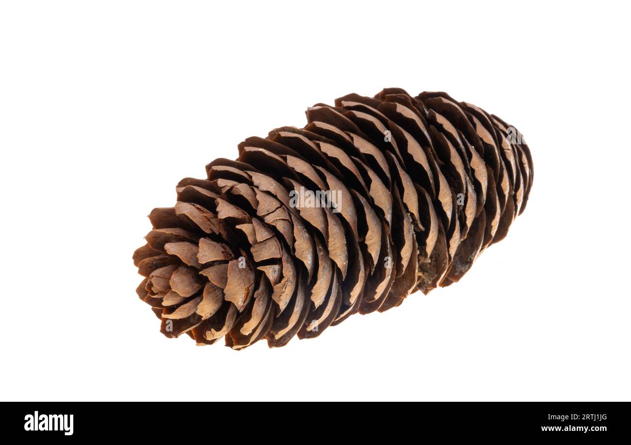fir cone isolated on white background Stock Photo - Alamy