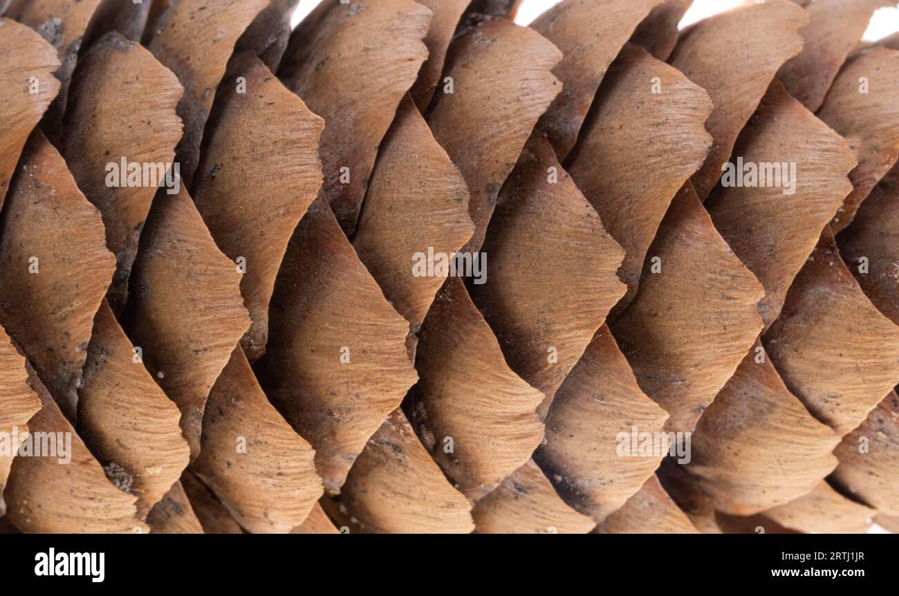 fir cone isolated on white background Stock Photo - Alamy
