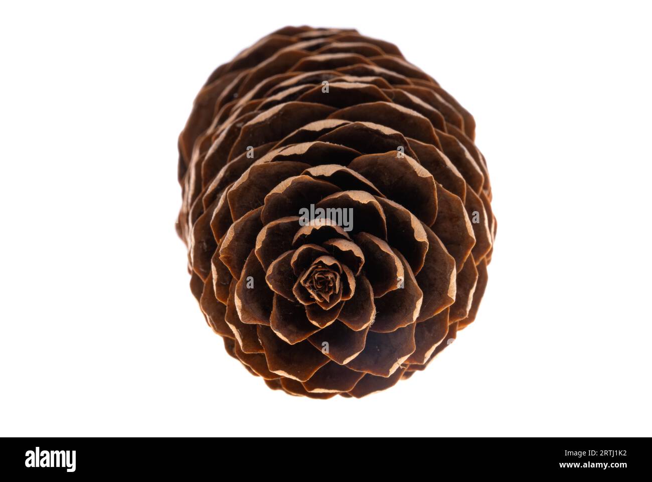 fir cone isolated on white background Stock Photo - Alamy