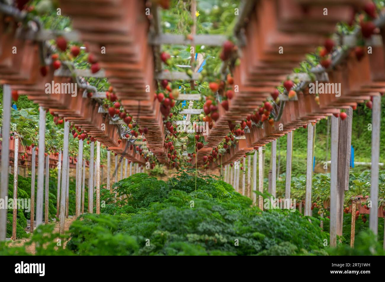 Strawberry fruits in row on plants on strawberry farm Stock Photo - Alamy