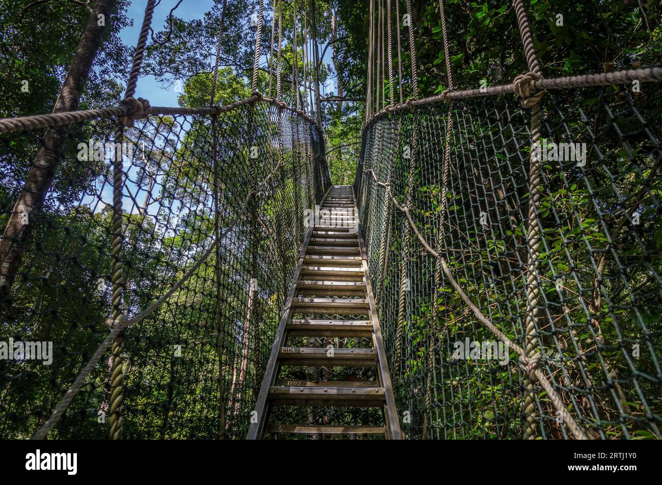 Canopy bridge in Taman Negara national park, Malaysia Stock Photo - Alamy