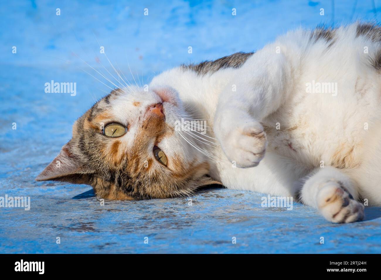 A beautiful Moroccan street cat in Chefchaouen, Morocco poses for the ...
