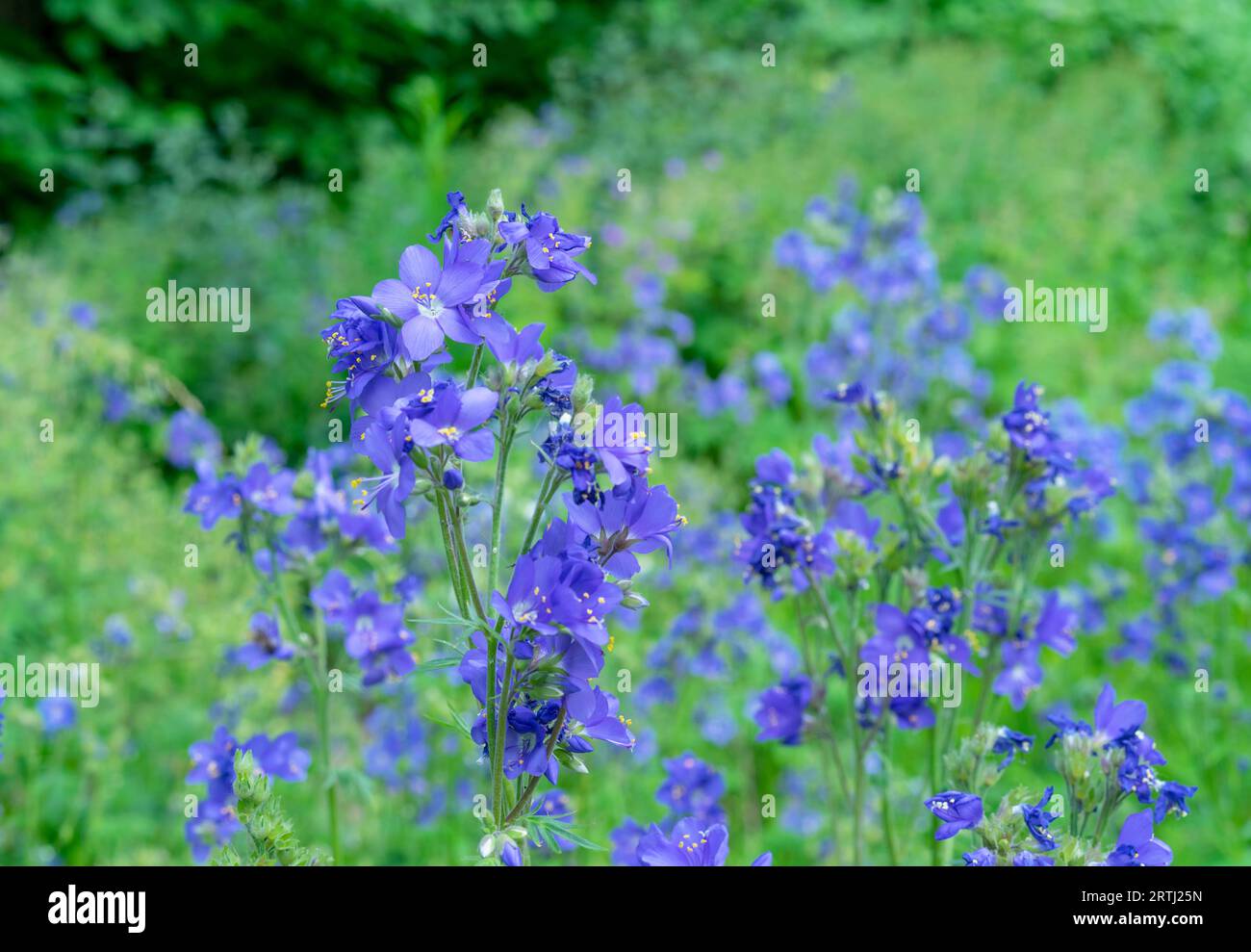 Blue flowers of an Polemonium plant, also known as Jacob's-ladder or ...