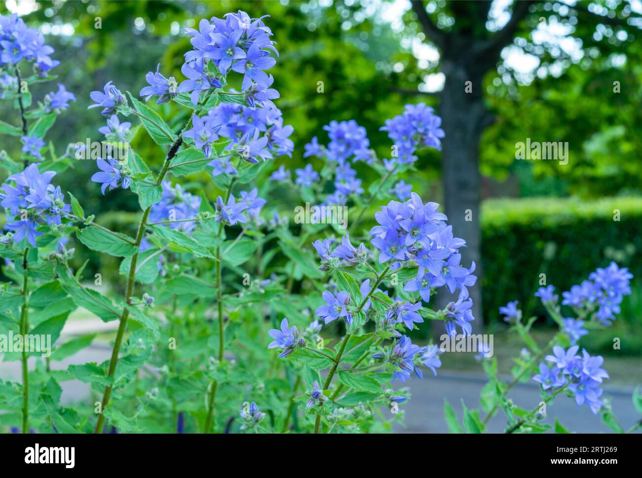 Portenschlag's Bellflower (Campanula portenschlagiana). Dark blue bell ...