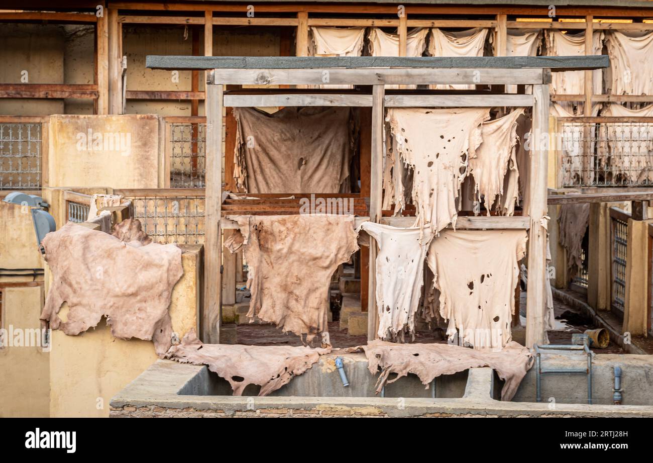 Hanging and drying Leather in Chouara Tannery, Fes, Morocco Stock Photo ...