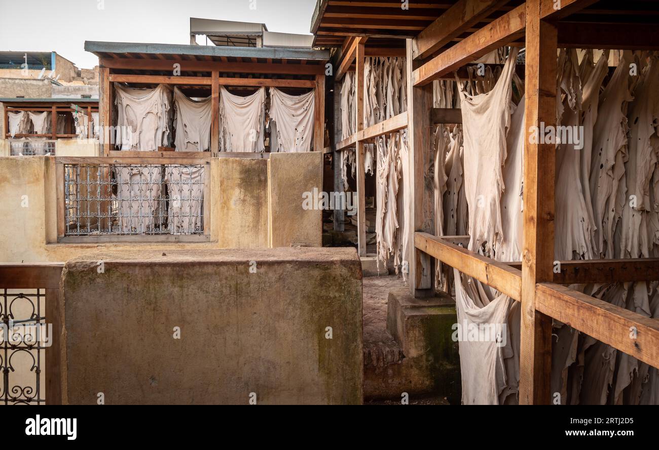 Drying and hanging leather in Chouara Tannery, Fez, Morocco Stock Photo ...