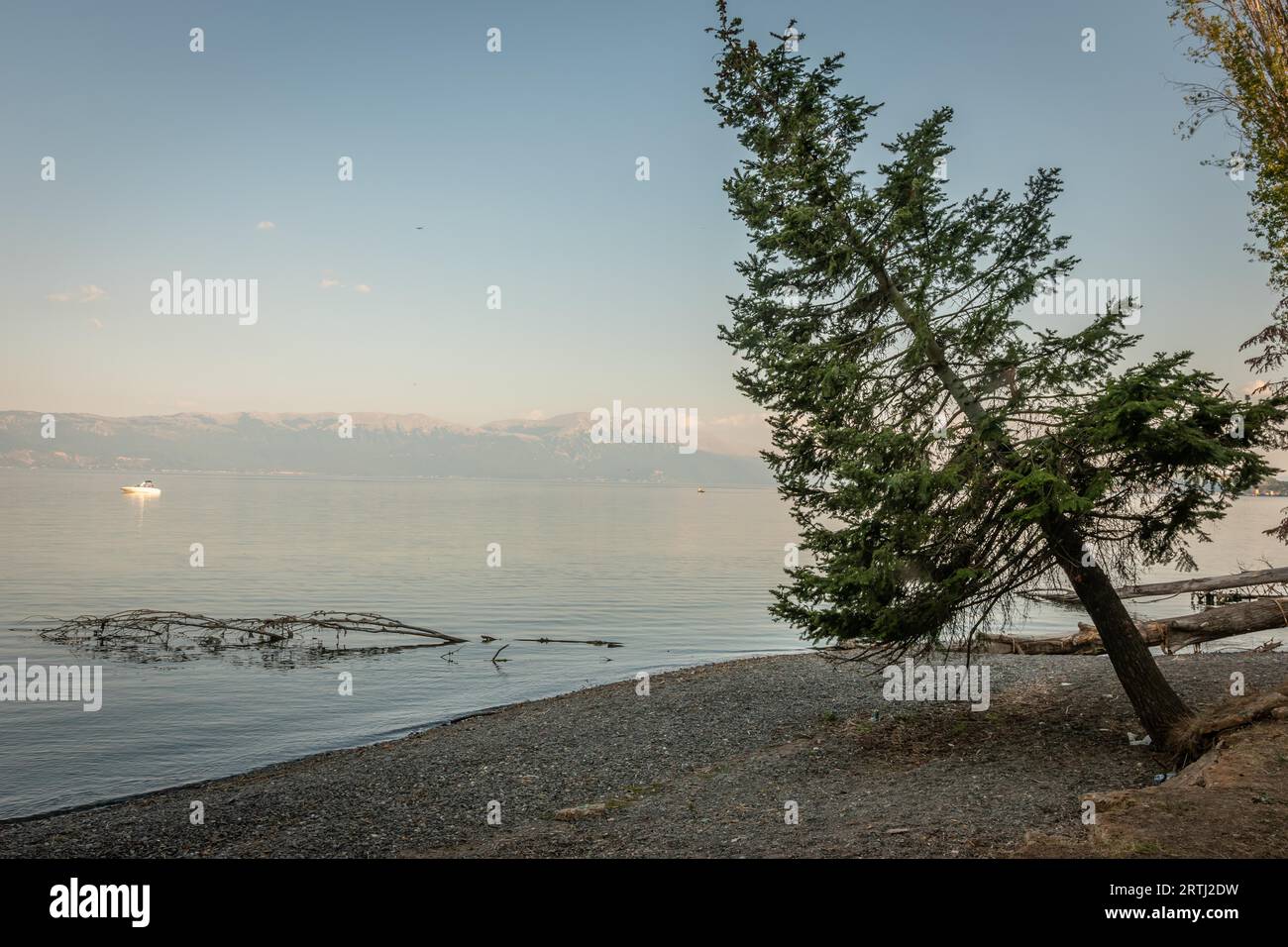 Leaning pine tree and fallen branches, Lake Ohrid, Macedonia Stock ...