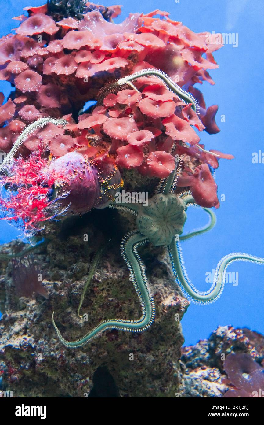 The picture shows sea animals Stock Photo - Alamy