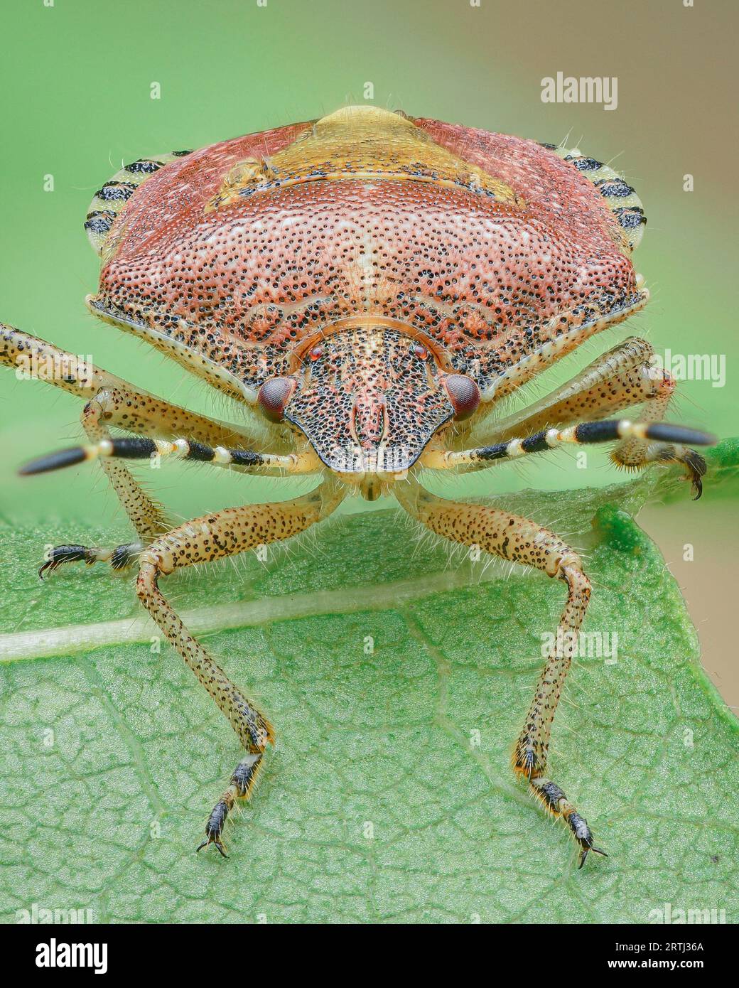 Portrait of a red Hairy Shield Bug with black spots and stripes and ...