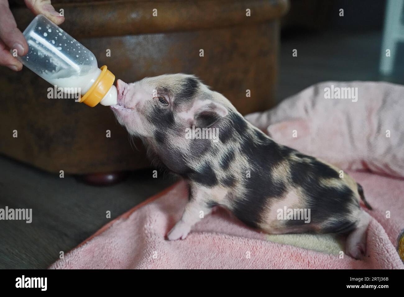 Pied mini baby pig in hand rearing at feeding Stock Photo - Alamy