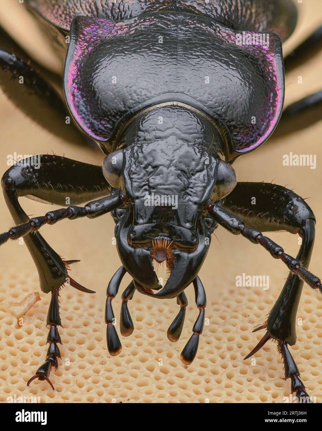 Portrait of a Bronze Ground Beetle with a pink sheen on the pronotum ...