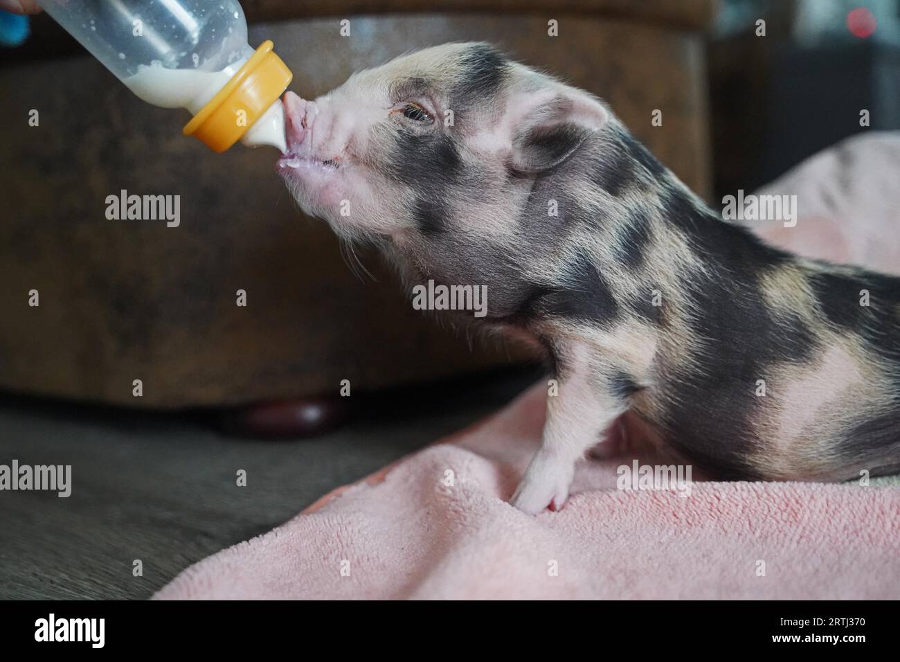 Pied mini baby pig in hand rearing at feeding Stock Photo - Alamy