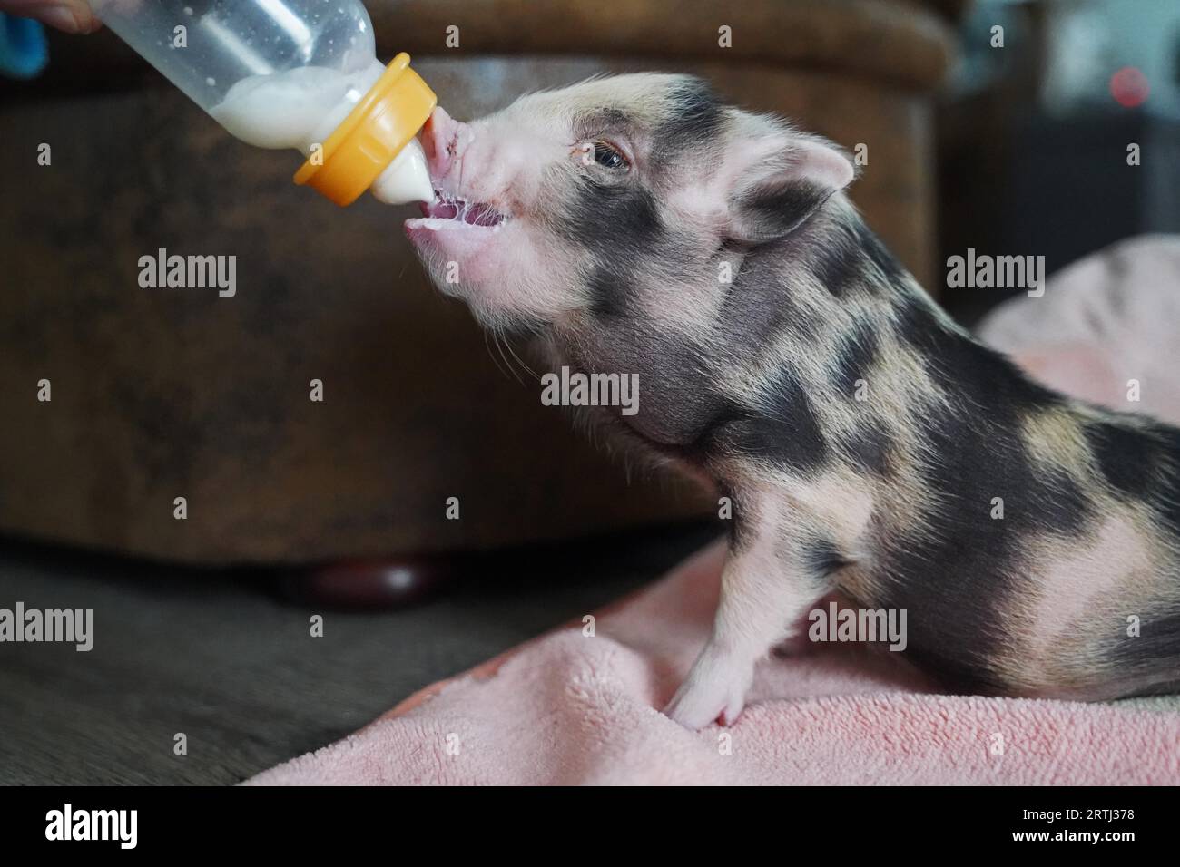 Pied mini baby pig in hand rearing at feeding Stock Photo - Alamy
