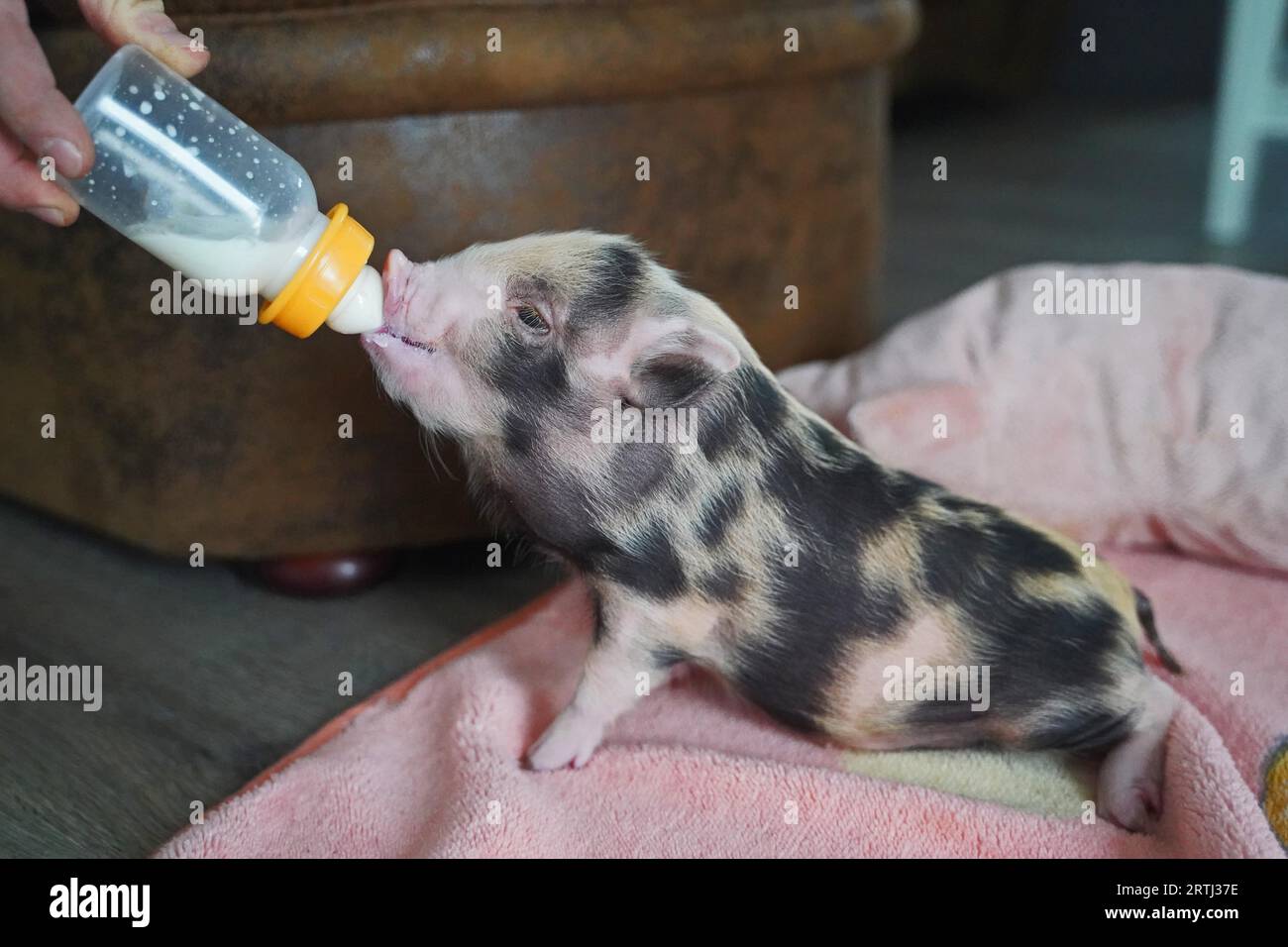 Pied mini baby pig in hand rearing at feeding Stock Photo - Alamy