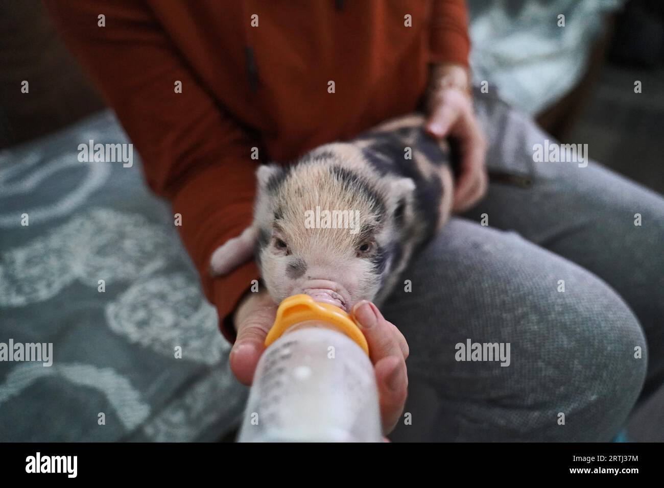 Pied mini baby pig in hand rearing at feeding Stock Photo - Alamy