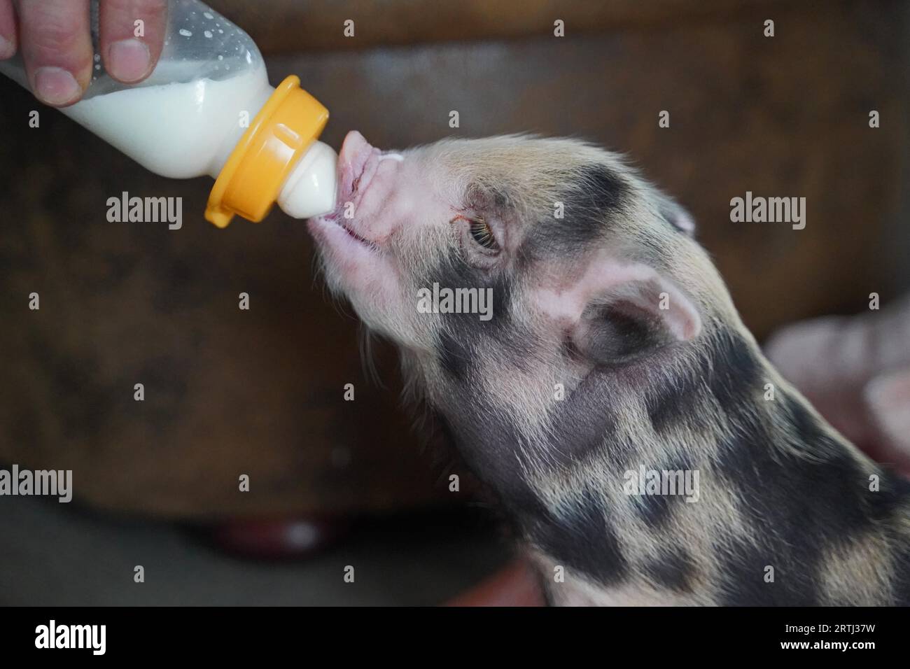 Pied mini baby pig in hand rearing at feeding Stock Photo - Alamy