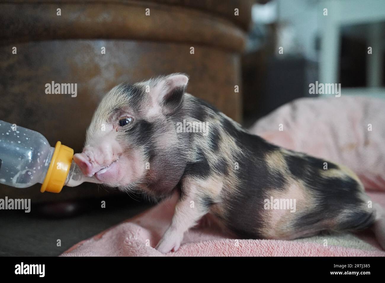 Mini pig feeding hi-res stock photography and images - Alamy