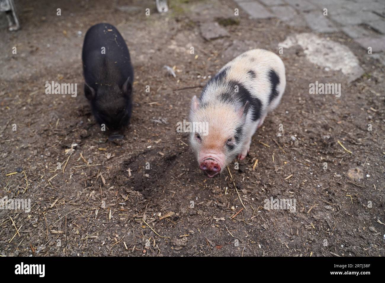 Mini pigs babies at the first walk outside in Germany Stock Photo - Alamy