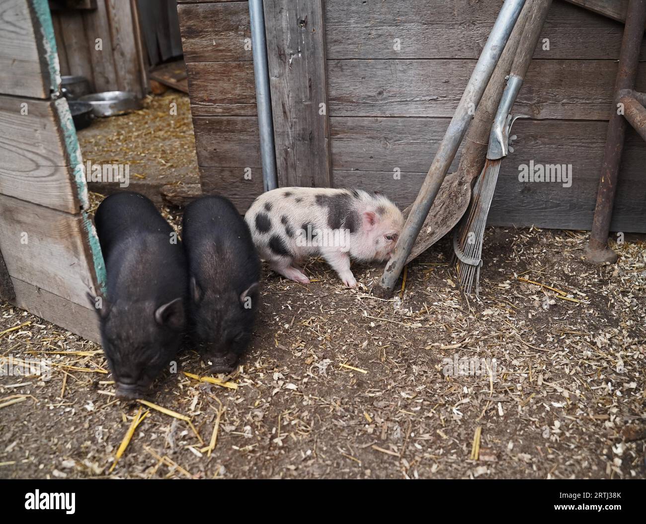 Mini pigs babies at the first walk outside in Germany Stock Photo - Alamy