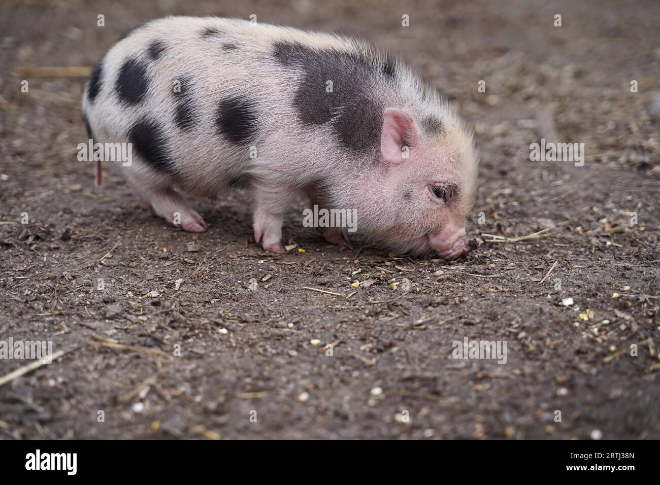 Mini pigs babies at the first walk outside in Germany Stock Photo - Alamy