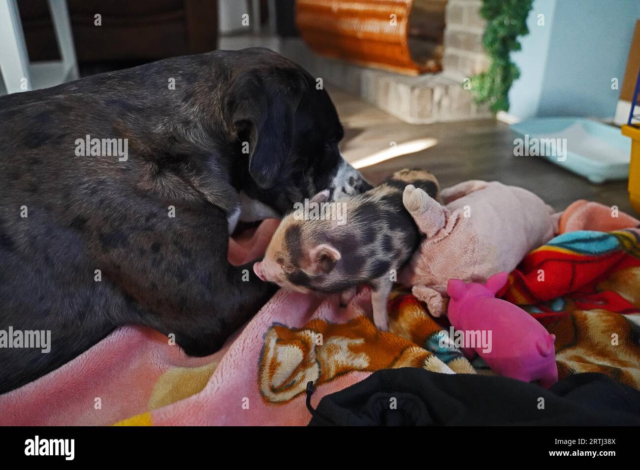 Great Dane, Boxer mix Floki and the little baby mini pig in Germany ...