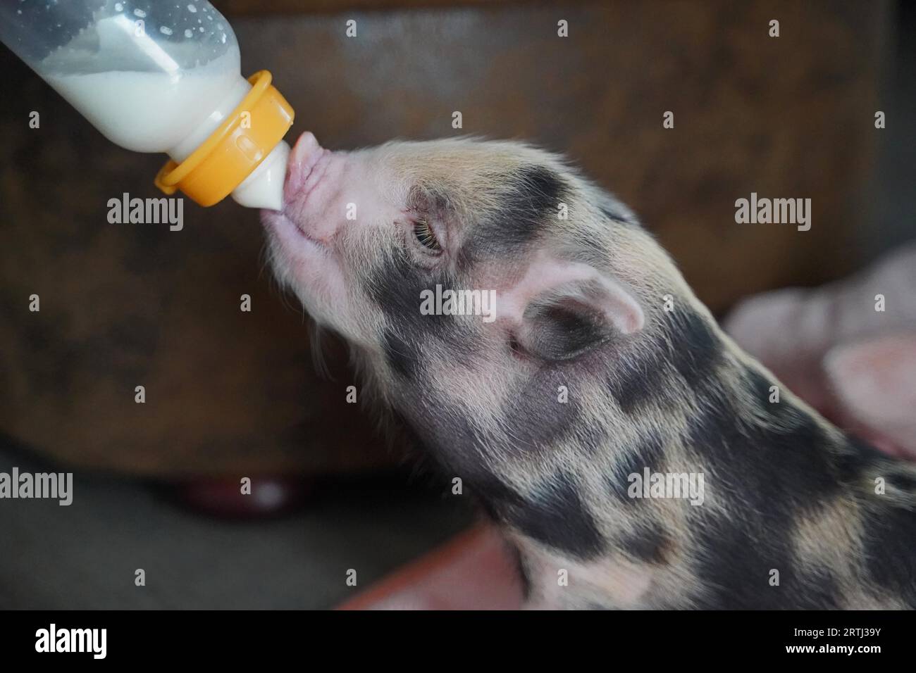 Mini pig feeding hi-res stock photography and images - Alamy
