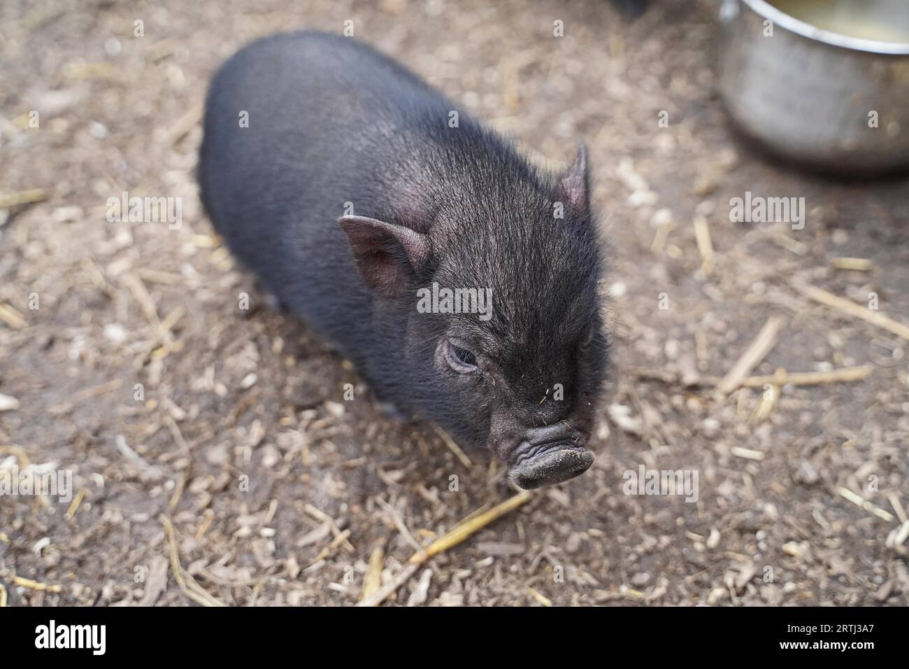 Mini pigs babies at the first walk outside in Germany Stock Photo - Alamy