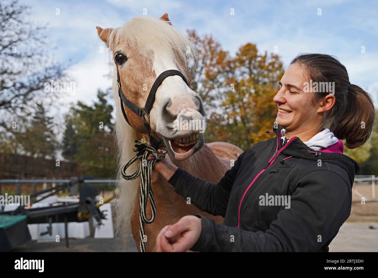 Preparation of light brown Haflinger with beige mane before training ...
