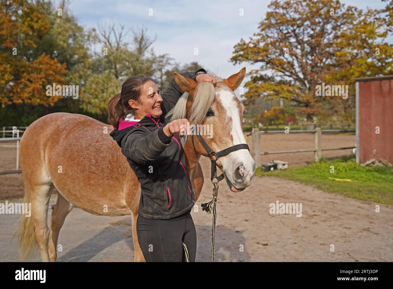Preparation of light brown Haflinger with beige mane before training ...