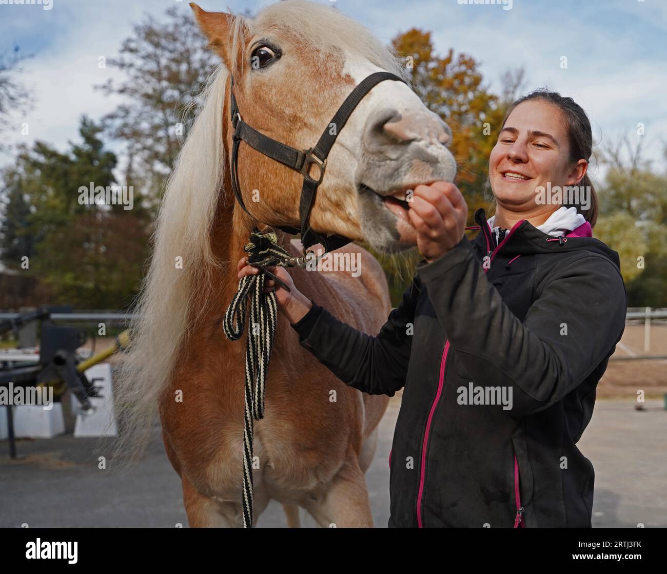 Preparation of light brown Haflinger with beige mane before training ...