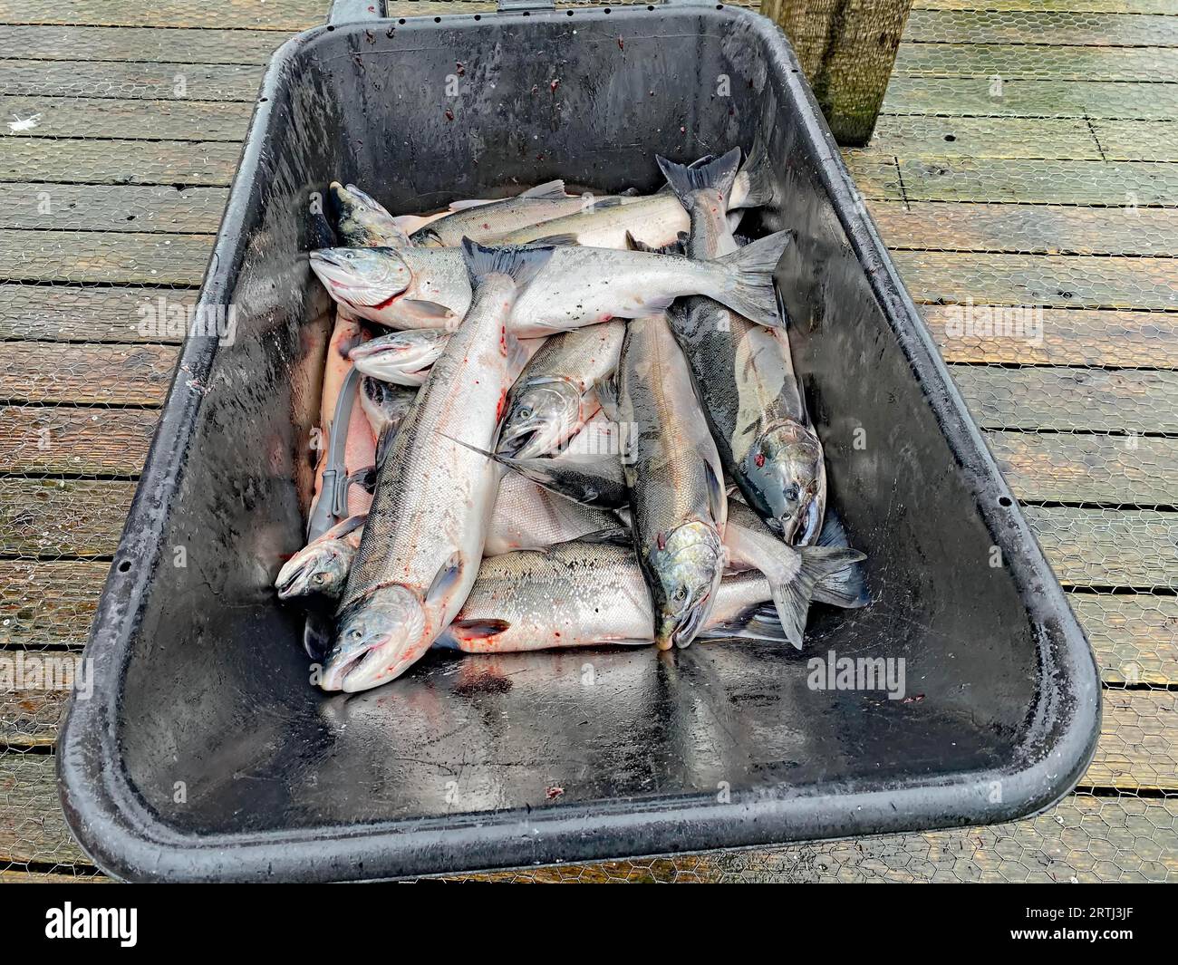 Fish lying in a large vat, Valdez, Richardson Highway, Alaska, USA ...