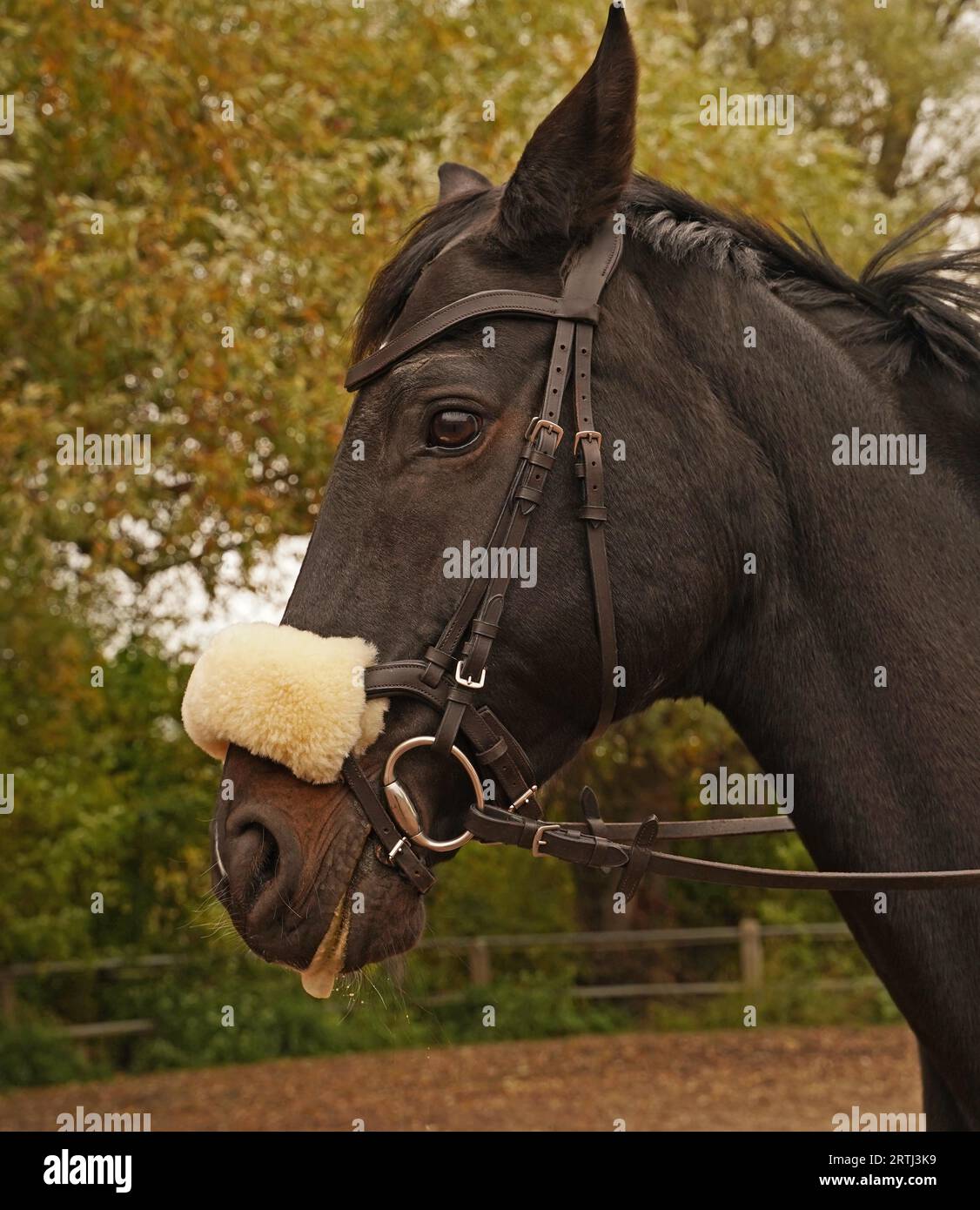 Horse riding on training ground hi-res stock photography and images - Alamy