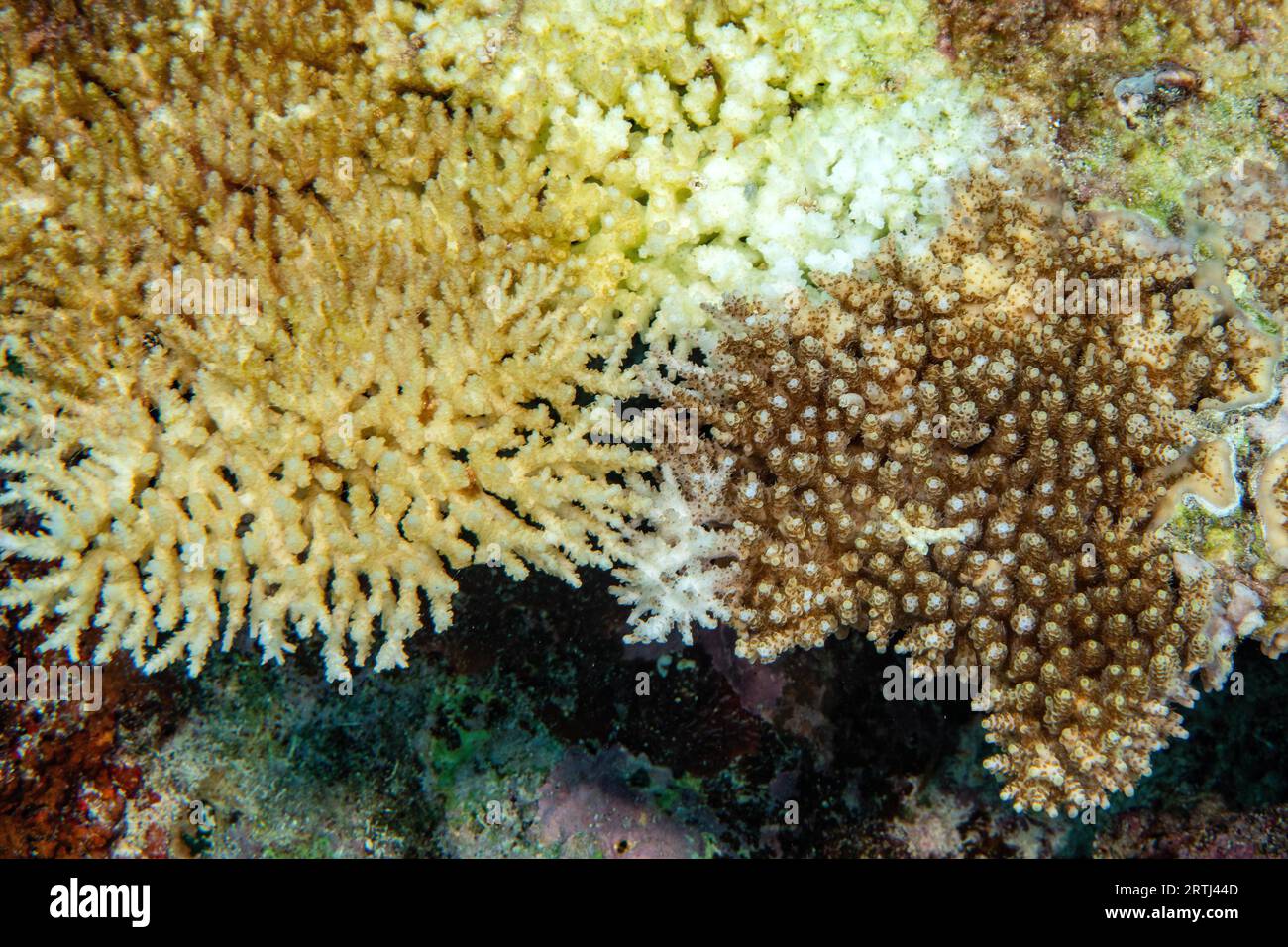 Coral reef dead healthy hi-res stock photography and images - Alamy