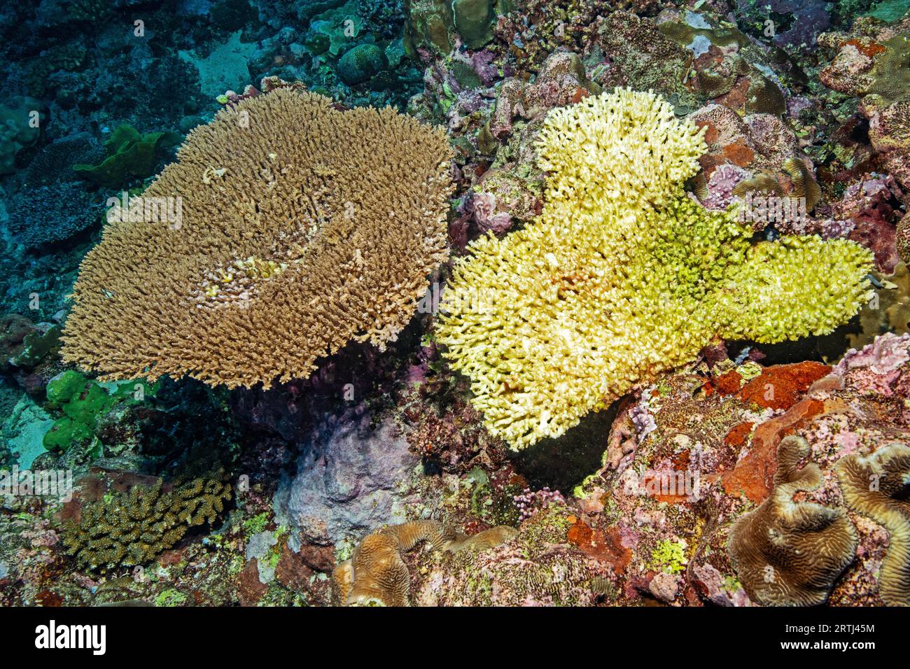 View from above left healthy intact hyacinth table coral (Acropora ...