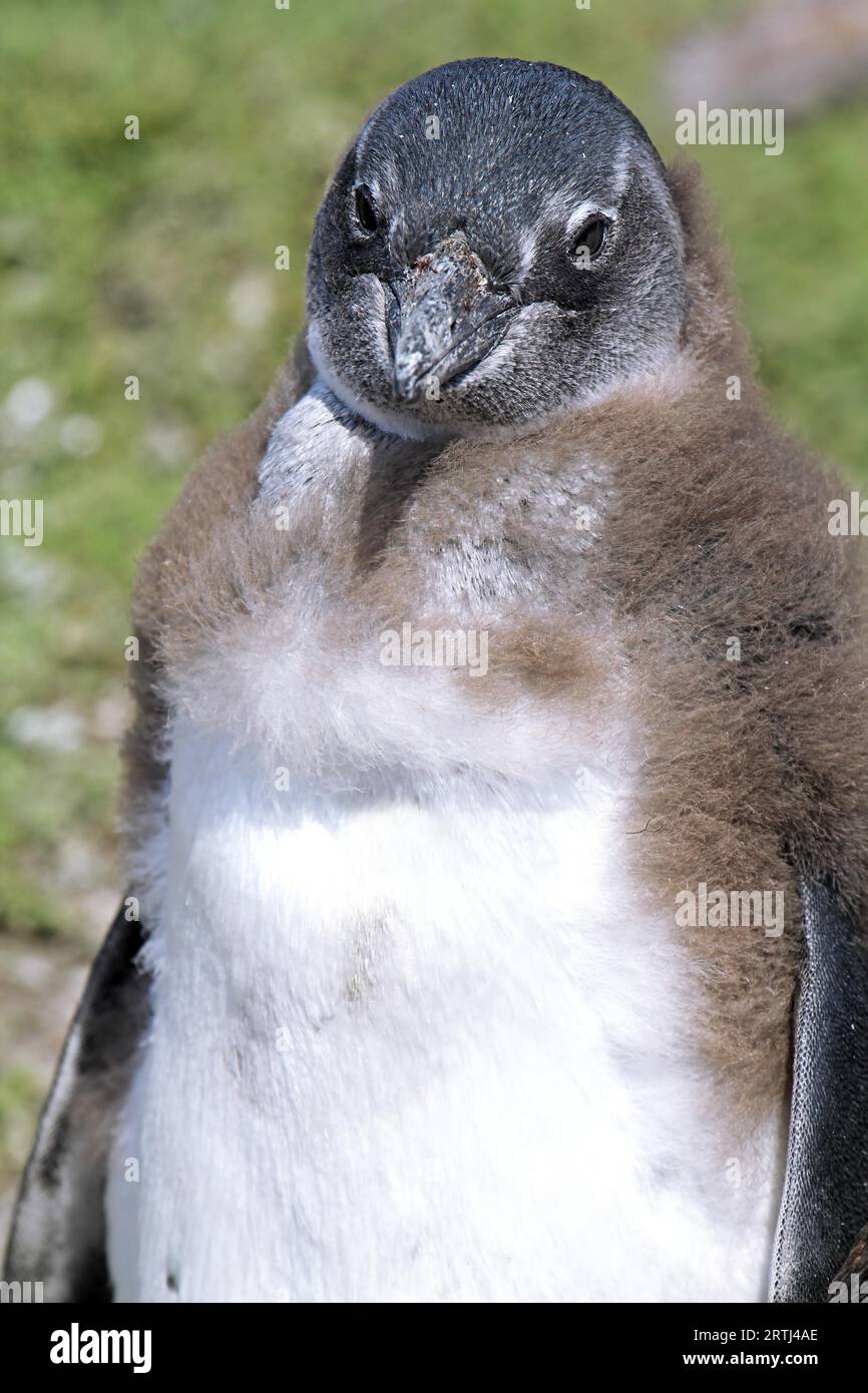 Penguin observation hi-res stock photography and images - Alamy