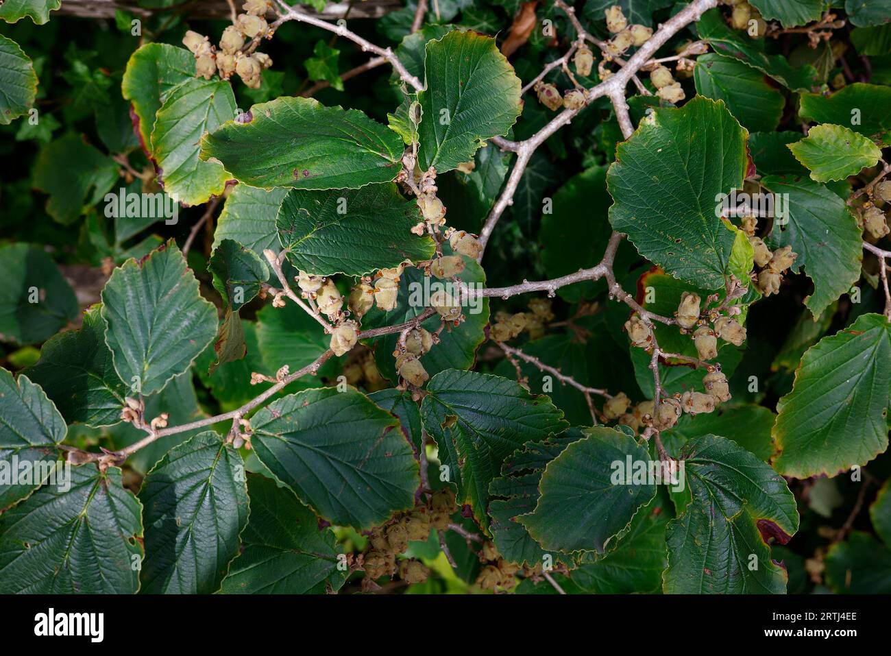 Hamamelis intermedia pallida fruits hi-res stock photography and images ...