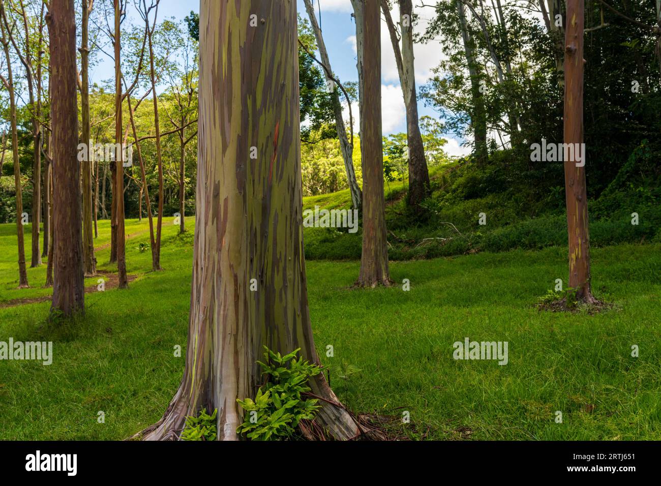 Patterns of tree trunks of the colorful bark of rainbow eucalytpus ...